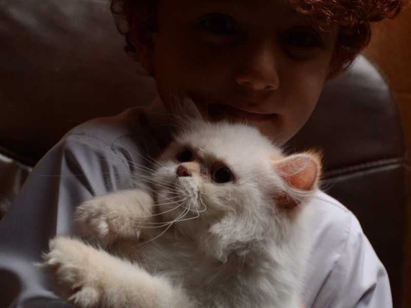 Purrfect Paws and Pals – Helping Cats and Their People